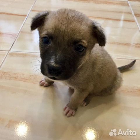 Очаровательный малыш ищет дом