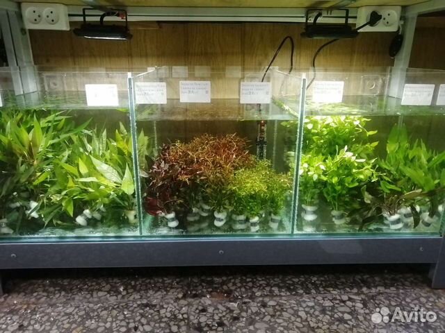 Аквариумные растения