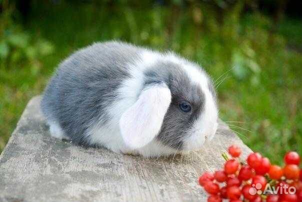 Малыши вислоушки