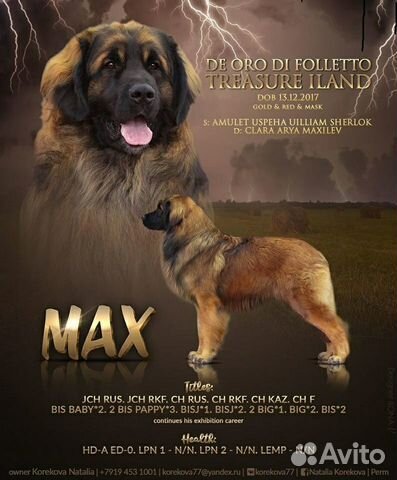 Кобель для вязки. Леонбергер