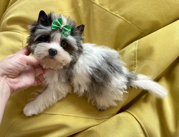 Мальчик черничный голубоглазый йорк