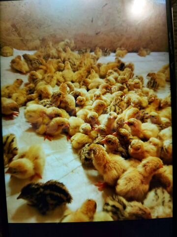 Перепела суточные