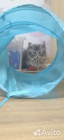 Котята в добрые руки даром