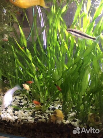 Валлиснерия спиральная