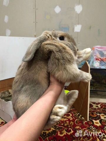 Кролик вислоухий(голубой баран)