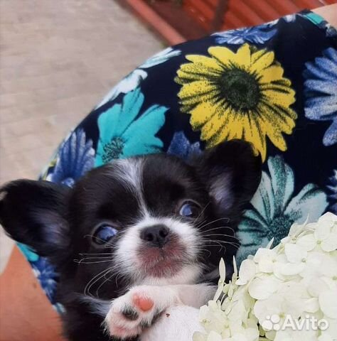 Чихуахуа Сказочный малыш