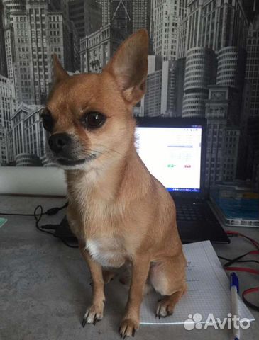 Вязка кобель чихуахуа