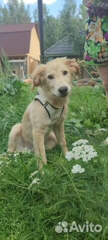 Умный ласковый щенок Рокки 5 мес