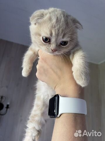Шатланский котенок