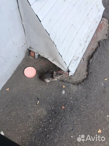 Брошенный котенок