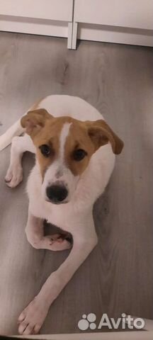 Собаку в добрые руки бесплатно