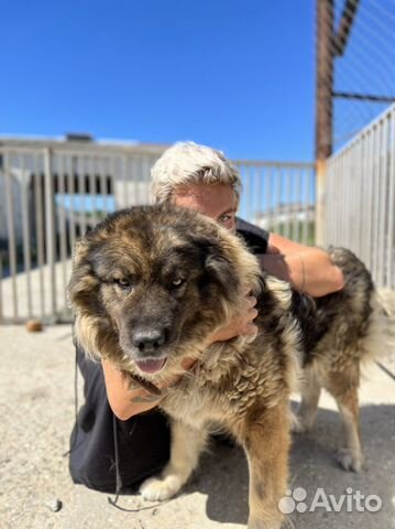 Кавказская овчарка