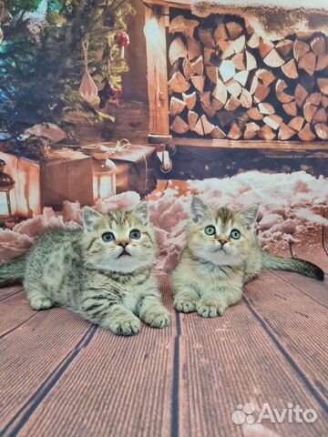 Коротколапые котята