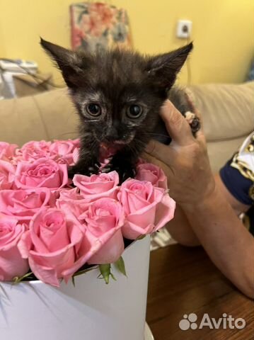 Котенок Чили 2 месяца