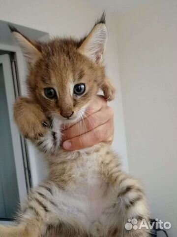 Камышовые котята, под чаузи