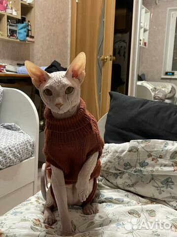 Вязка сфинкс