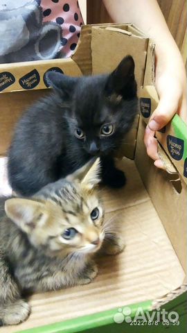 Котята в добрые руки