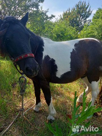 Продажа пони