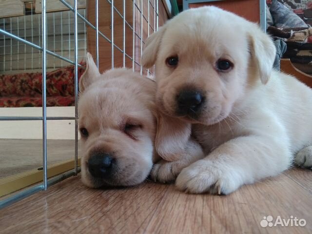 Щенок лабрадора