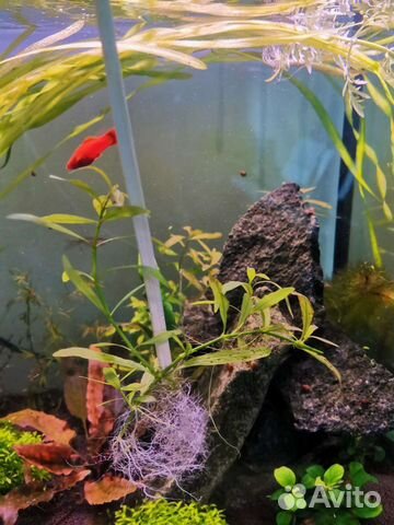 Растения для аквариума