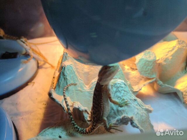 Бородатая агама