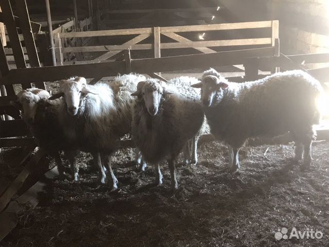 Овцы бараны