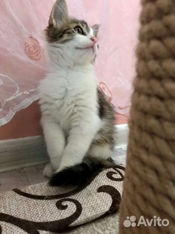 Котенок ищет дом и семью