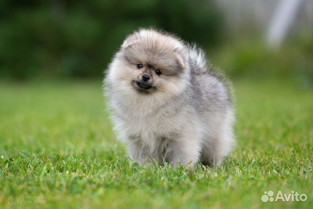 Померанский шпиц медвежьего типа, мальчик, 2,5 мес