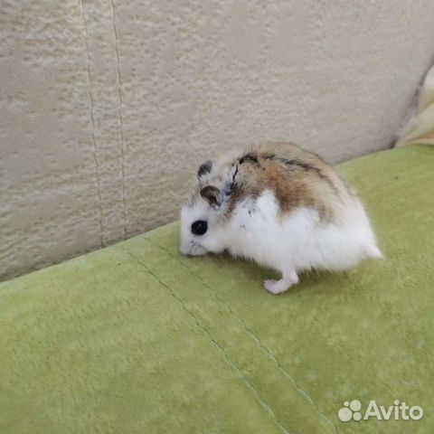 Джунгарские хомячки