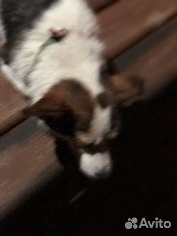 Собака : джекрасел/ дворняжка