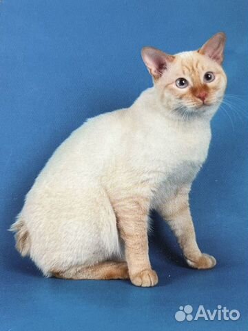 Вязка меконгского бобтейла, самец