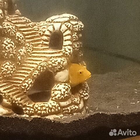 Аквариумные рыбки отдам бесплатно