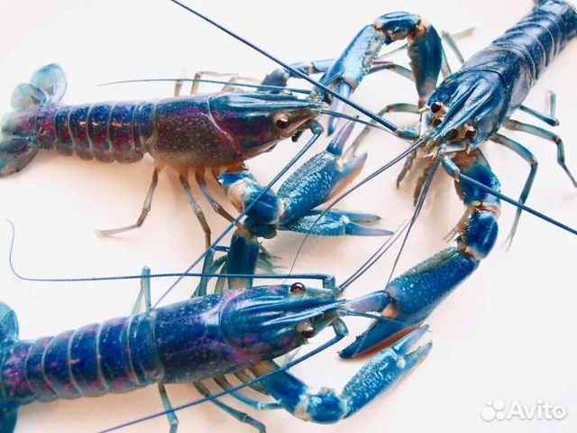 Малек Австралийского рака