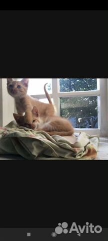 Котята в добрые руки бесплатно