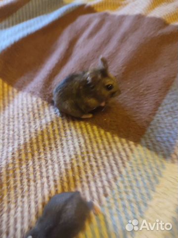 Джунгарский хомячок