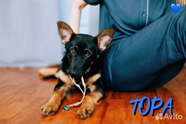 Чудесная малышка ищет свой дом