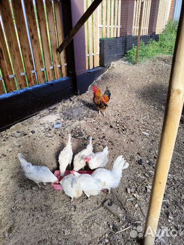 Куры несушки Леггорн 7 шт и петух