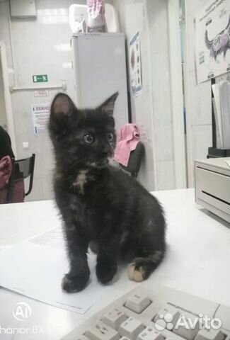 Котенок девочка 2 месяца