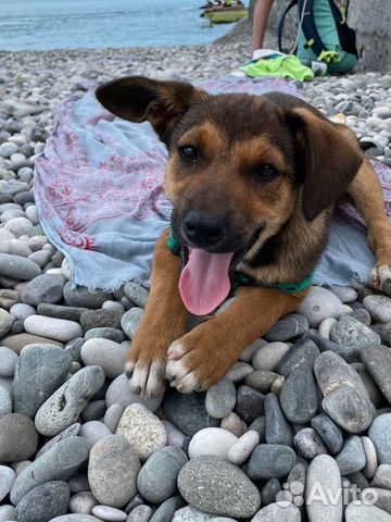 Sos Спасли из ада Абхазии