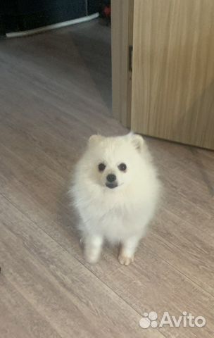 Белый шпиц вязка