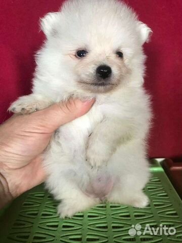 Мини щенки белого шпица