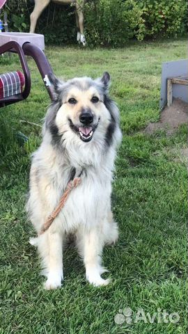 Собаки бесплатно в добрые руки