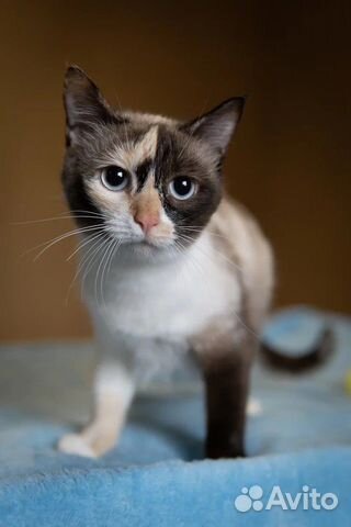 Тайская голубоглазая кошка