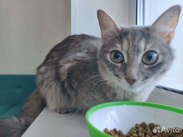 Отдам бесплатно кошку стерилизованную