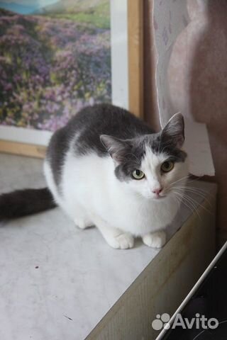 Кошечка ищет дом