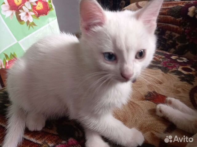 Белый котёнок с разноцветными глазами