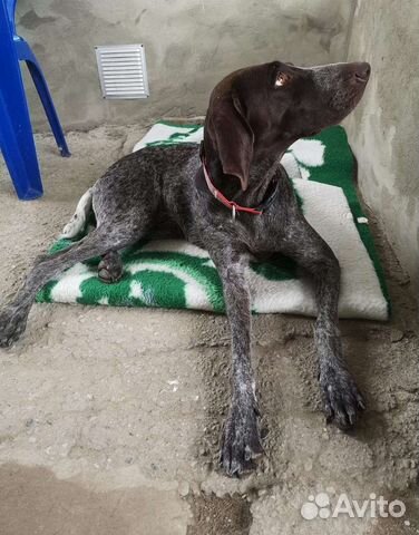 Курцхаар в добрые руки