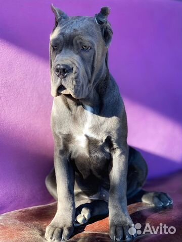 Серый мальчик кане корсо