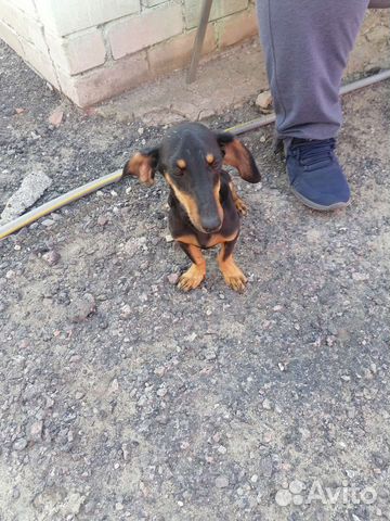 Такса бесплатно