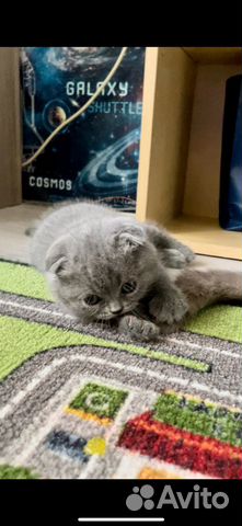 Шотландский котенок